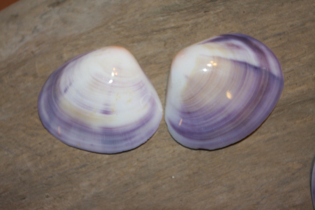 25) Polished Purple Clam Halves, Jewelry Supply, Glossy Finish, Free ...