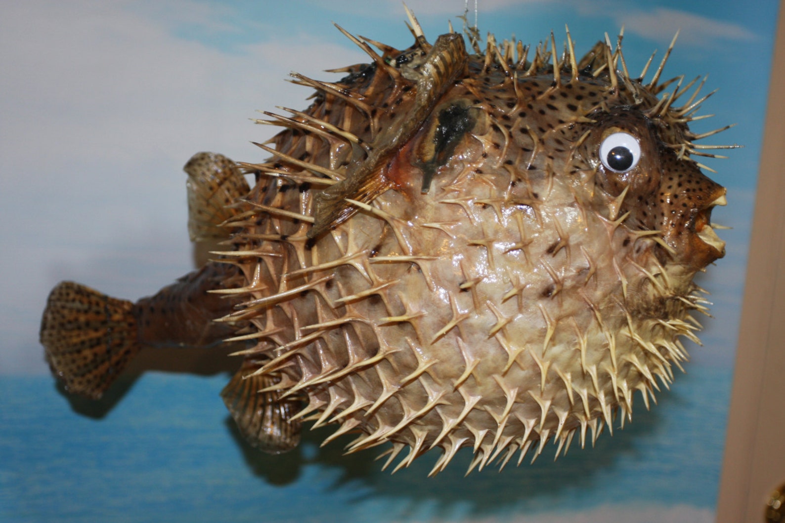 1 pc17 Extra large Preserved Porcupine Fish Large | Etsy