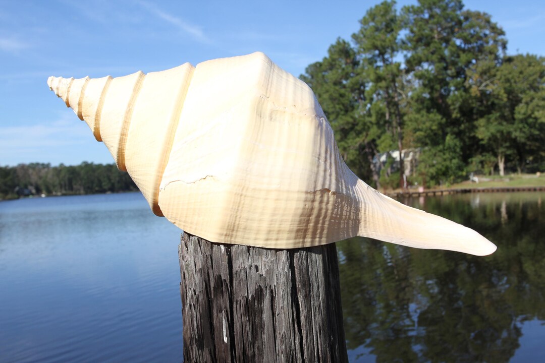 AUSTRALIAN TRUMPET, Syrinx Aruanus ,21 Good Condition, Giant Display ...