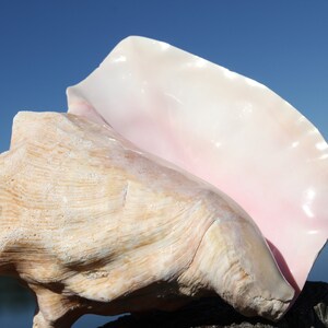 PINK CONCH, Beach Decor, Seashell Display - Christmas Gift,all Occasion ...