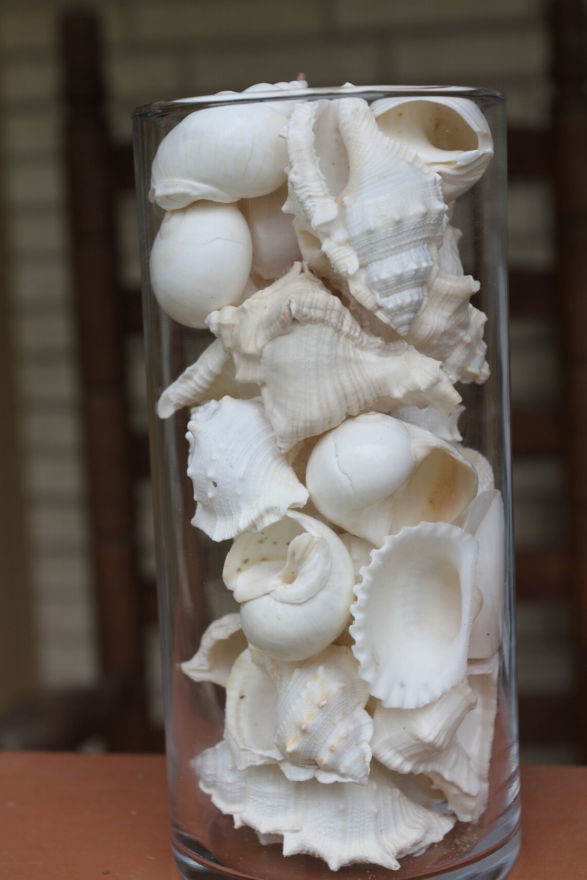 White Wedding Shells 2 Plus Lbs Free Ship SS-219 - Etsy