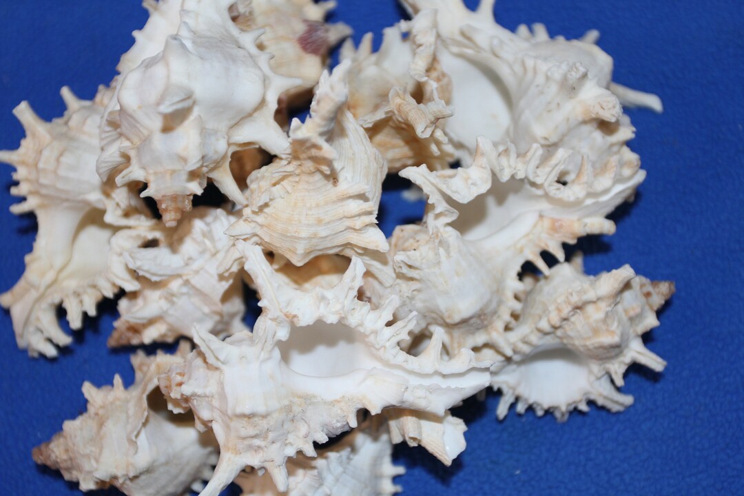 White Murex White Wedding Seashells Free Ship SS-152 - Etsy