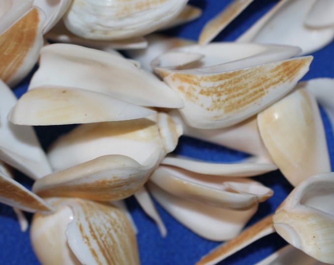CANARIUM Seashells,half Cuts,shell Craft,sailors Valentine,jewelry ...