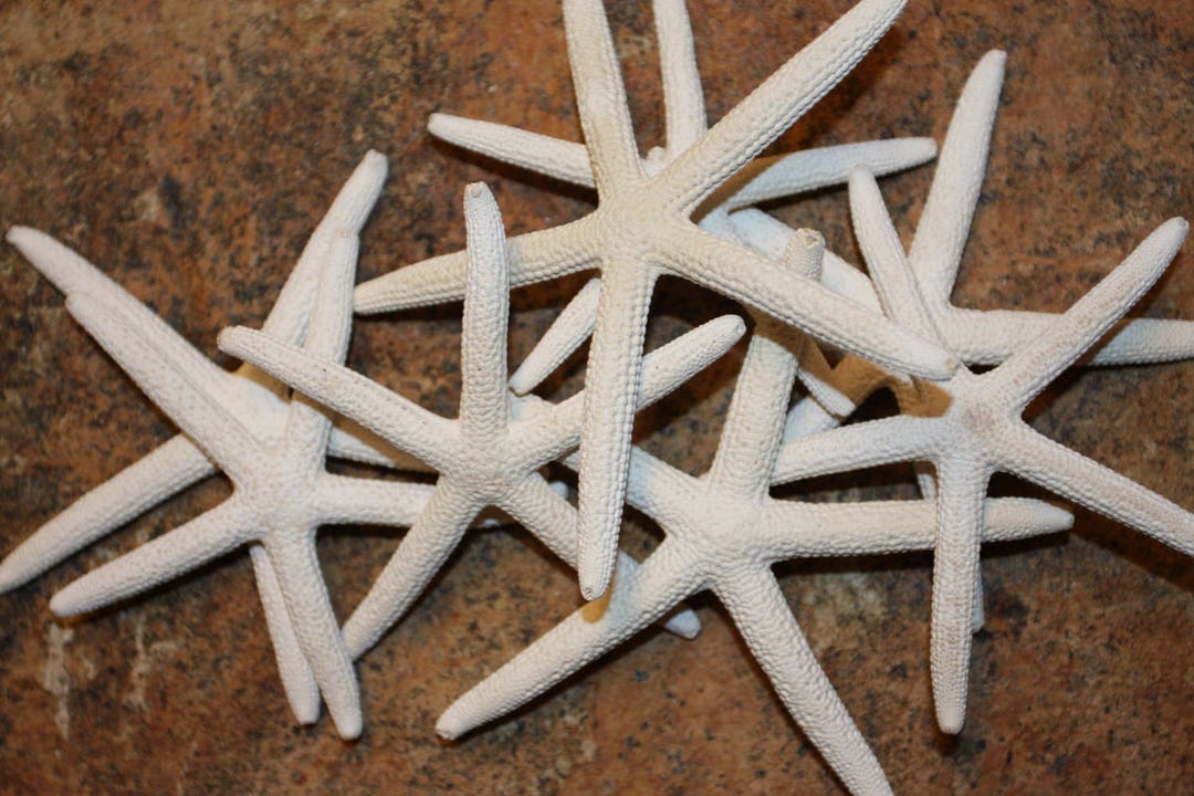 3 4 1/2, Bleached White Starfish, Beach Wedding Craft Supply, Free Ship ...