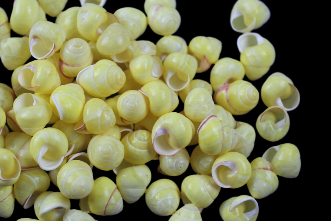 LAND SNAILS, Yellow, Shell Crafts, Beach Decor, Resin Craft, All ...