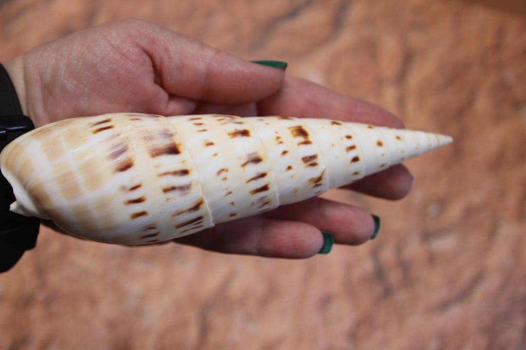 TEREBRA MACULATA, Large Display Seashell, Beach Decor, Christmas Gift ...