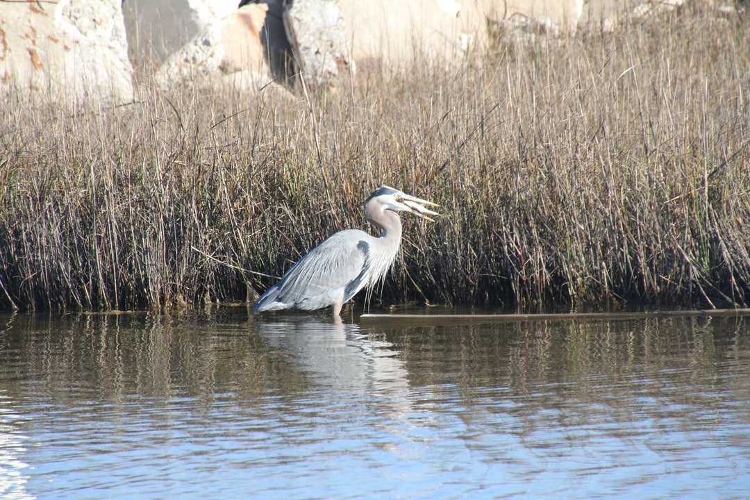 Blue Heron Wetlands Original Signed Matted Print, Free Shipping, Bayou ...