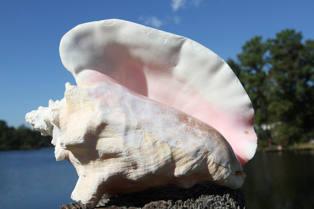 PINK CONCH, 8-9" of Pure Pastel Pink, Perfect Wedding Buffet Accessory ...