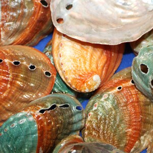 KOREAN ABALONE SEASHELLS / Custom Greeting Card Crafts Supply / Jewelry ...