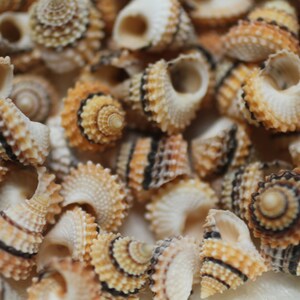 Small Tectarius Cornonatus Seashell Crafts Supplies- Upscale Crafts ...