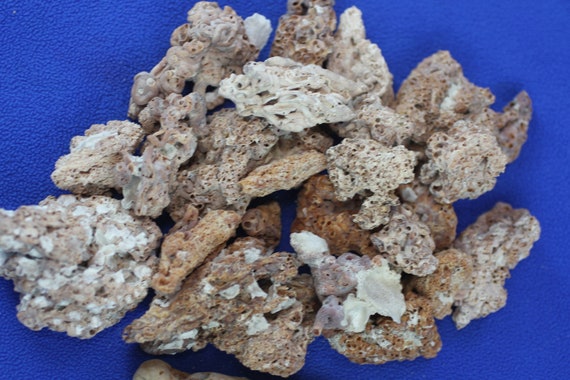 Worm Shell Clusters Collection plus One Free Ship - Etsy España