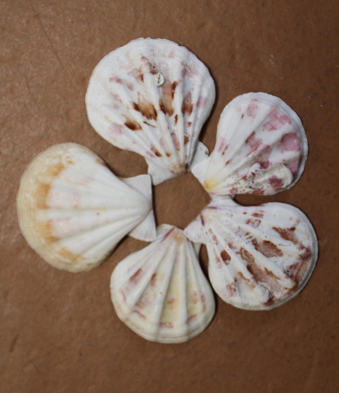 SCALLOP SEASHELLS, Plicates, Upscale Shell Crafts, Wedding Seashells ...
