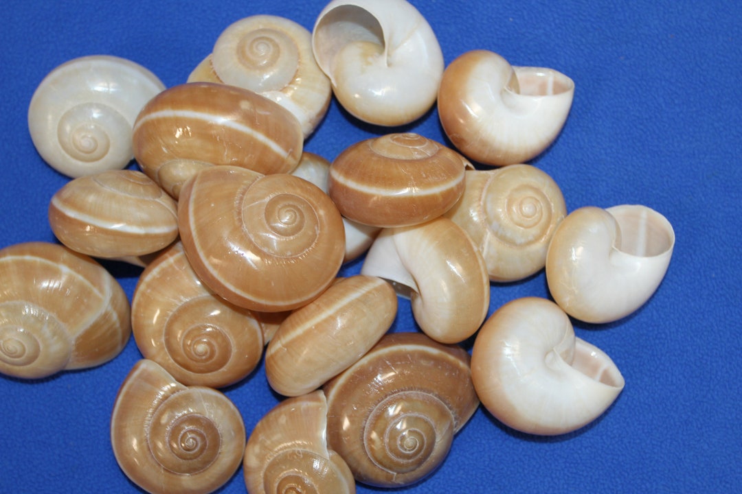 Whole Muffin Snail Shell- Craft Seashells Ships Free SS-179 - Etsy