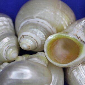 Pearled Turbos Seashells, Large Gold Mouth, Chrysostomus, Focal Point ...