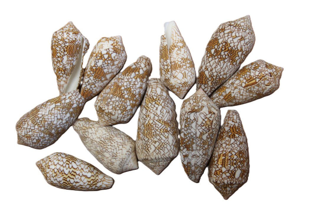 CONUS TEXTILE, Large Seashells, Craft Supply, Bath Decor, Mirror ...