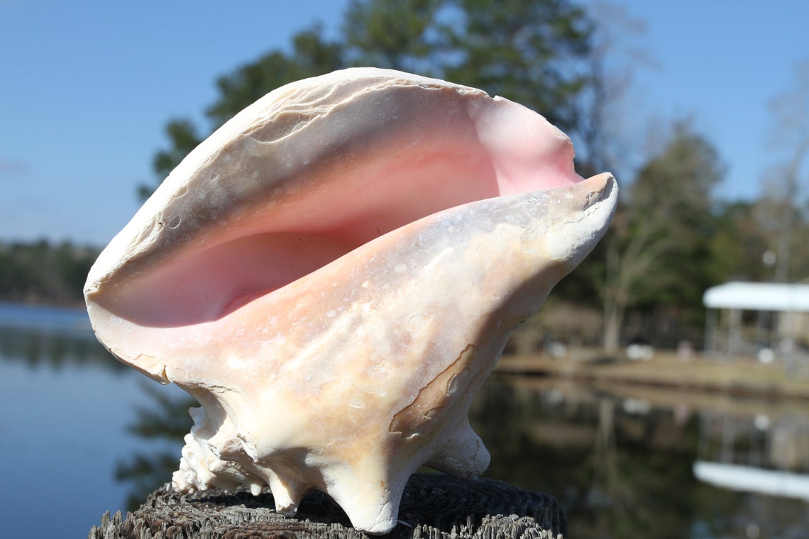 Pink Conch Shell Island Decor Free Ship JA-1 | Etsy