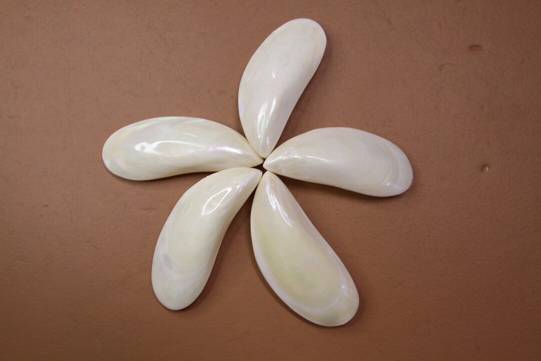 Banana Mussels, Creamy Color - Shiny Seashells, Pairs - Focal Piece ...