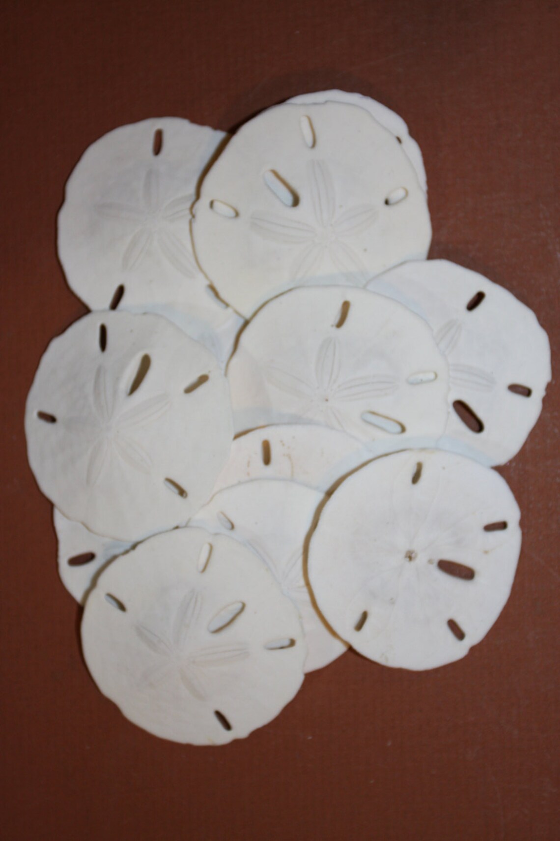 50 Pcs Sand Dollars 1 1/2 2 Sand Dollars - Etsy