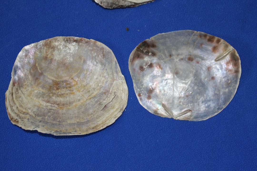 SADDLE Oysters,large Seashells, Placuna Shells, Beach Decor, Seashell ...