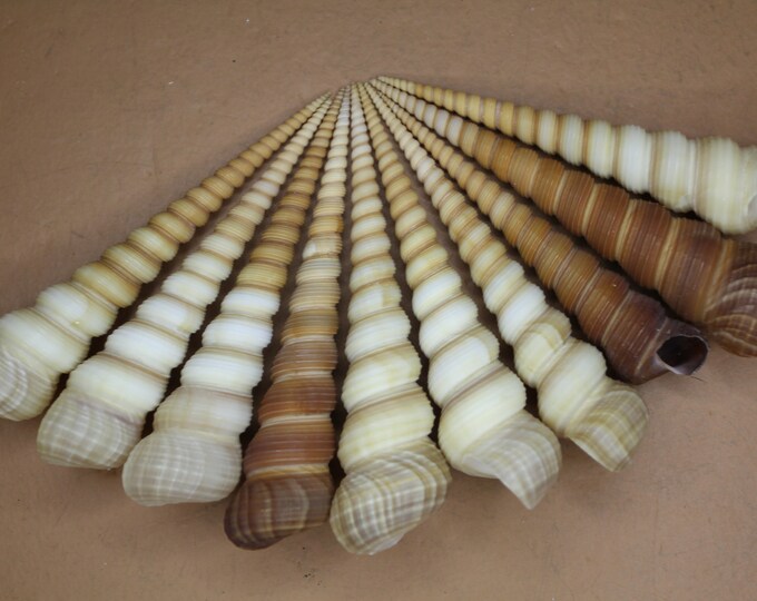 Terebra Turritella Whole Seashell / Craft Supplies / Jar Fillers ...