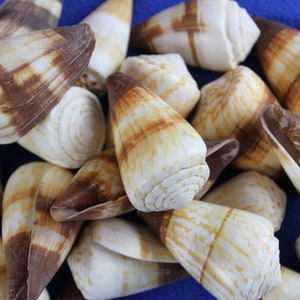 Soldier Cones, Miles Conus, Seashells, Home Decor, Free Ship, SS-65 - Etsy