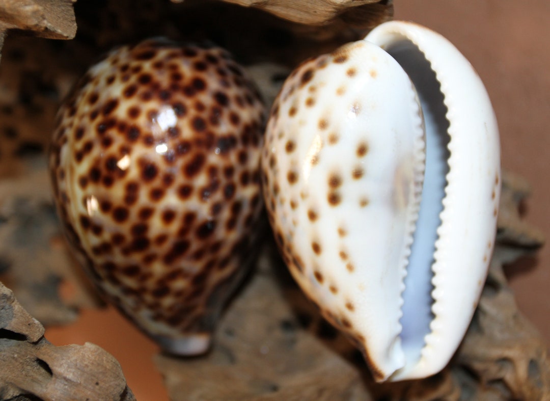 TIGER COWRY, Large Seashells, Mothers Day Gift, Shelf Display, Upscale ...