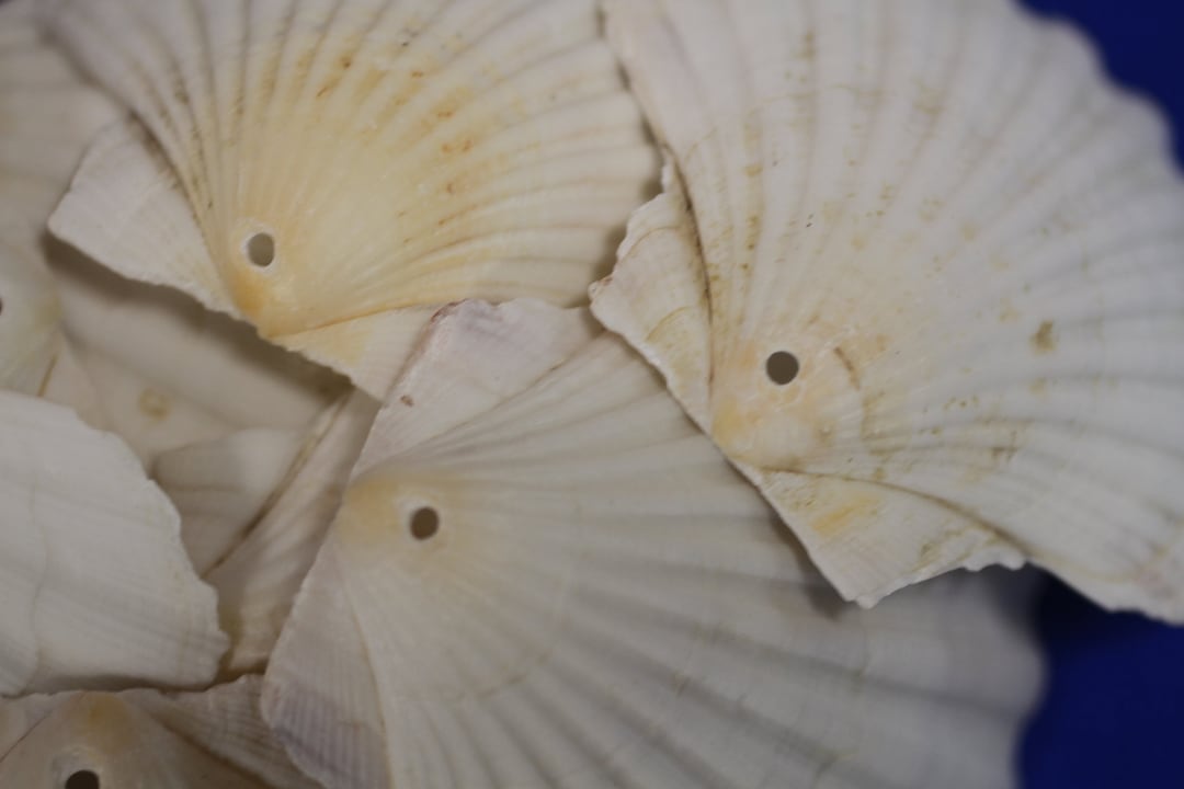 IRISH CUPS, Predrilled Seashells, Christmas Ornament Craft Supply ...