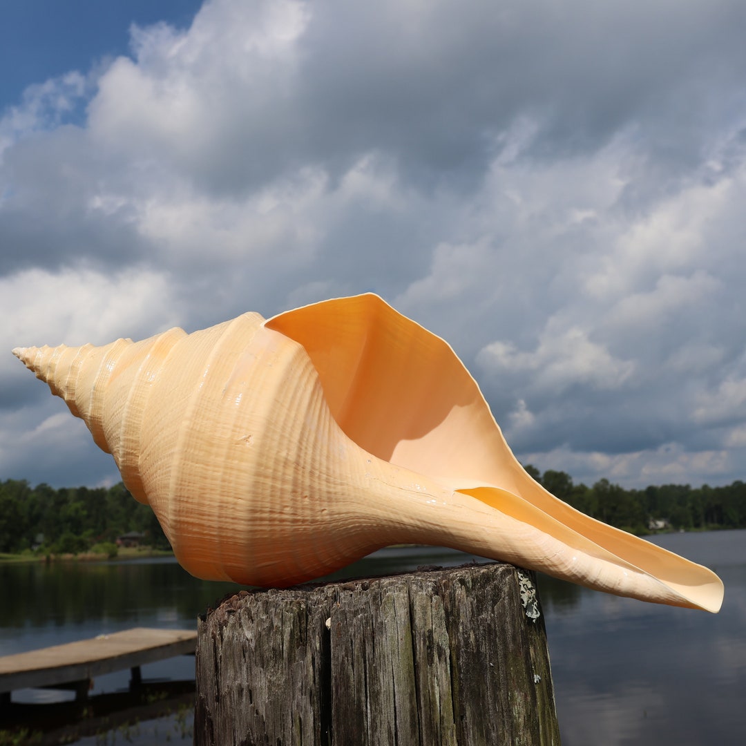 Australian Trumpet Syrinx Aruanus ,1718 Good Condition, Large Display ...