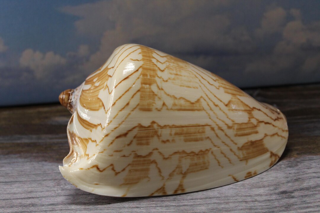 VOLUTA NOBLIS, Extra Large Shell,beach Decor,wedding Decor,all Occasion ...