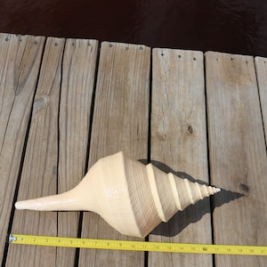 Australian Trumpet Syrinx Aruanus ,1718 Good Condition, Large Display ...