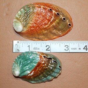 KOREAN ABALONE SEASHELLS / Custom Greeting Card Crafts Supply / Jewelry ...