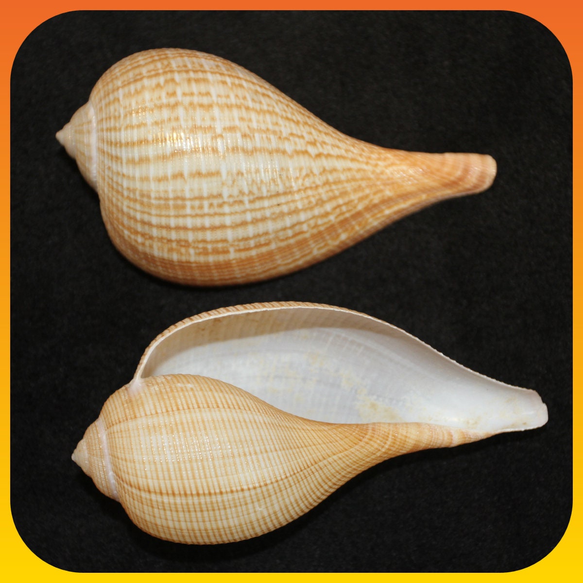 Paper Fig Shell