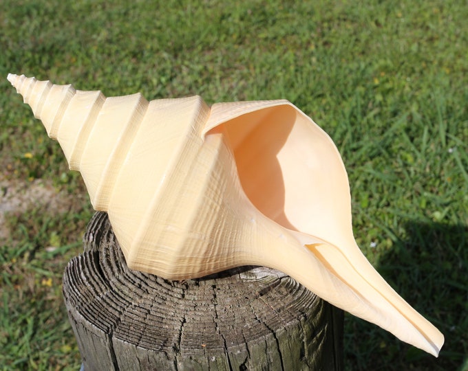 Syrinx Aruanus ,beautiful Large Australian Trumpet 17 Display Shell ...