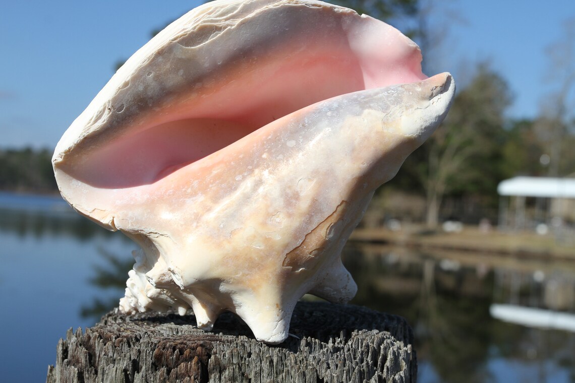 Pink Conch Shell Island Decor Free Ship JA-1 | Etsy