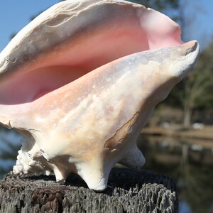 Pink Conch Shell, Island Decor, Free Ship JA-1 - Etsy