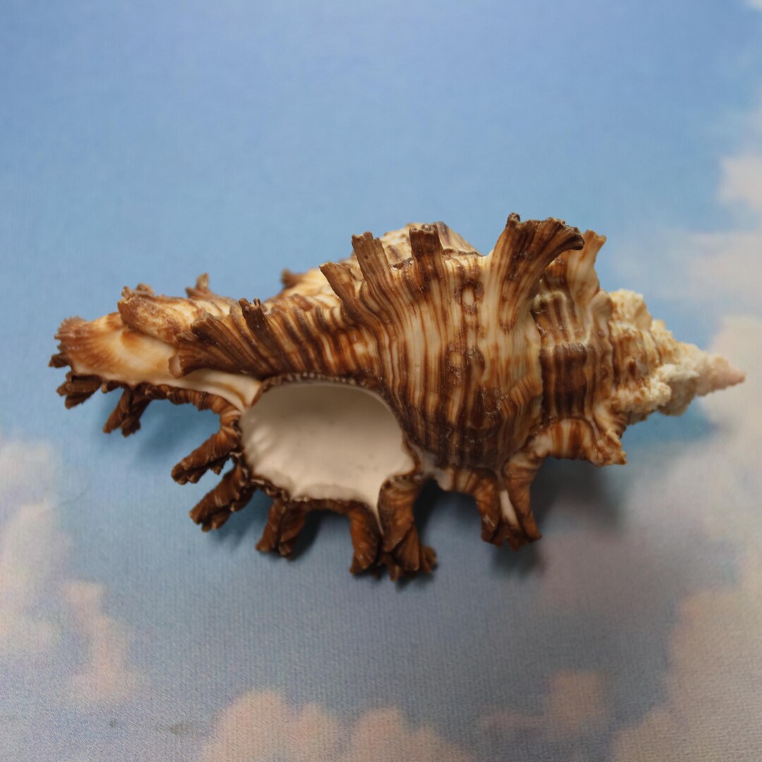 MUREX PALMAROSA Upscale Seashells, Collectible Seashells, Beach Decor ...