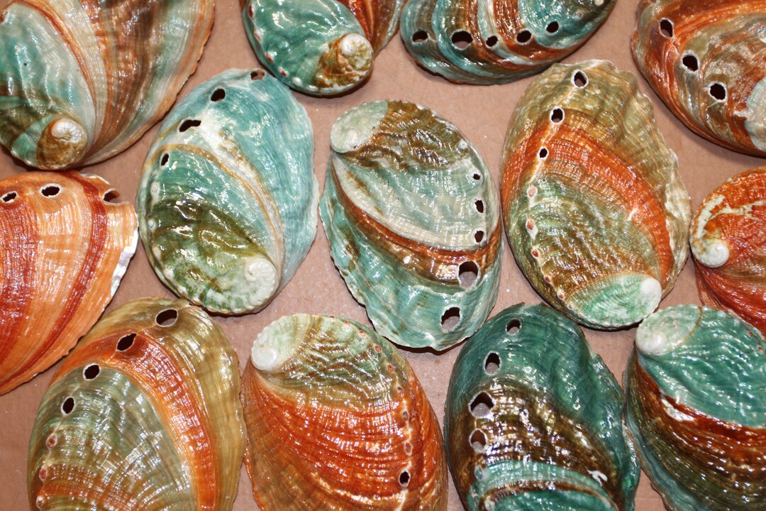 KOREAN ABALONE SEASHELLS / Custom Greeting Card Crafts Supply / Jewelry ...