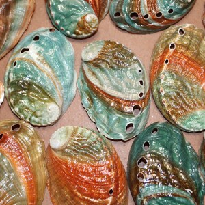 KOREAN ABALONE SEASHELLS / Custom Greeting Card Crafts Supply / Jewelry ...