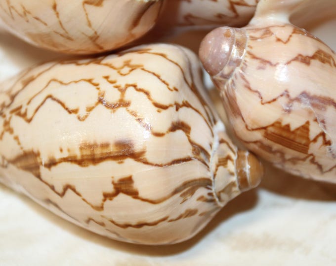5-VOLUTA Noblis,small Polished Seashells,sailor Valentine,beach Decor ...