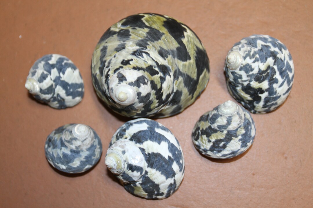 6pc Mag Pie Seashells Various Sizes Hemet Crab Shells - Etsy