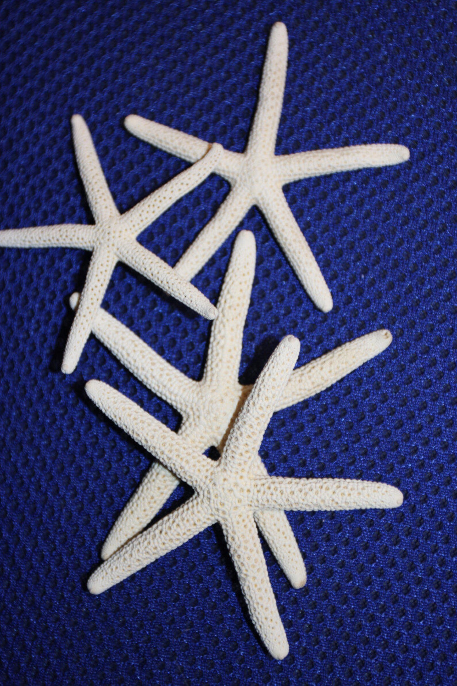 Starfish 2 3 1/2 Bleached White Starfish DIY | Etsy