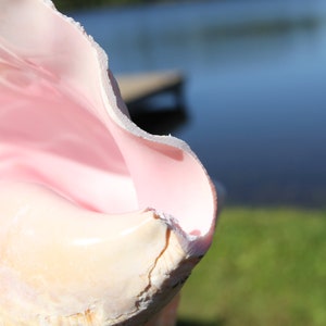 PINK CONCH, Beach Decor, Seashell Display - Christmas Gift,all Occasion ...