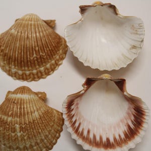 MEXICAN CUP Seashells, Sailors Valentine Seashell, Wedding Decor, Beach ...