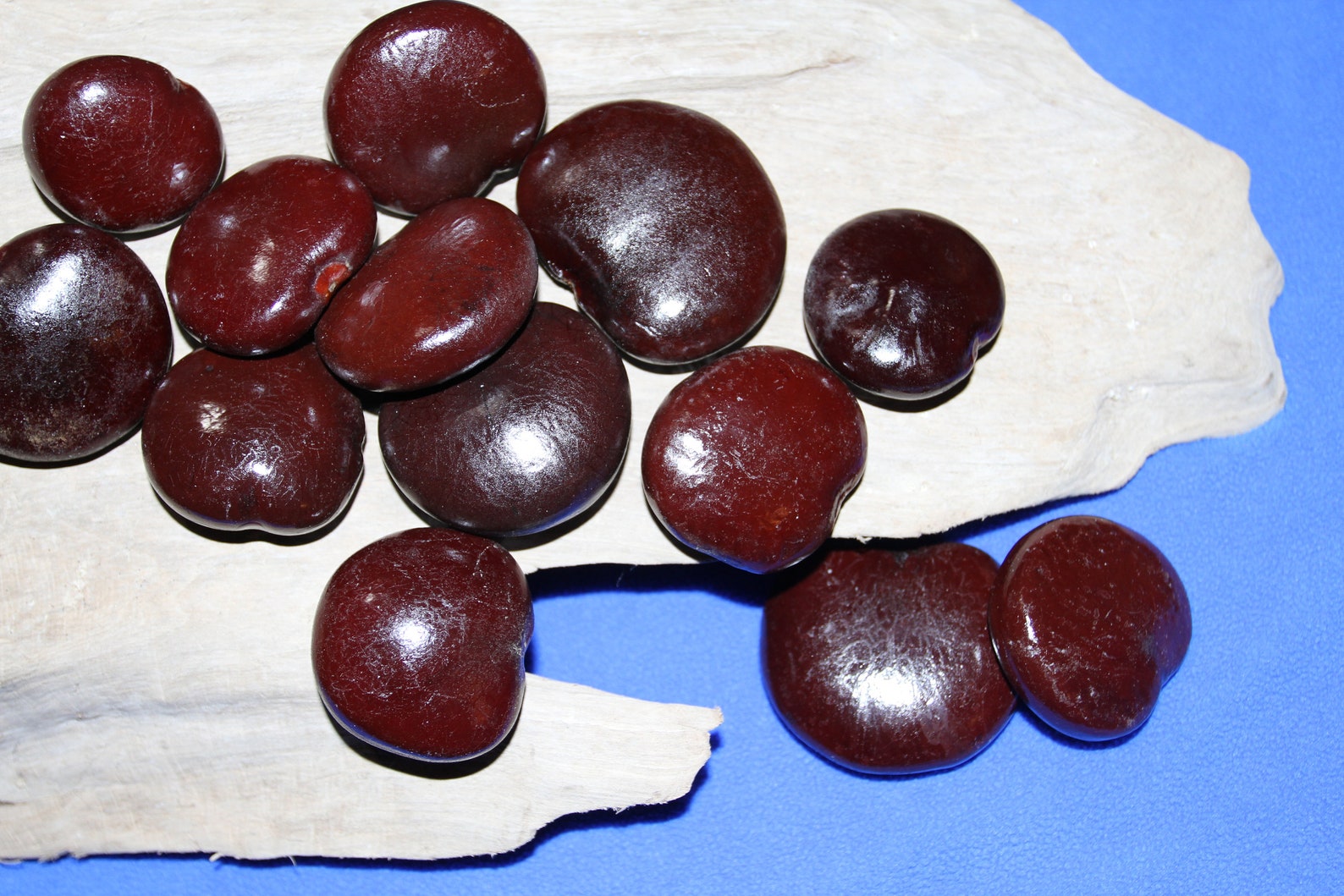 Lucky Sea Beans Hard To Find Free Ship ss-18 | Etsy