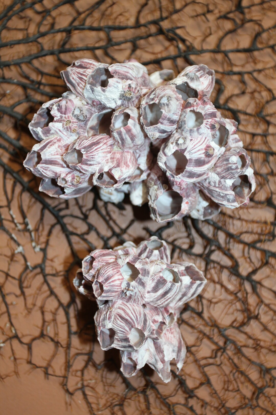 BARNACLE Clusters, Beautiful Purple Hues, Home Decor, Craft Supplies ...