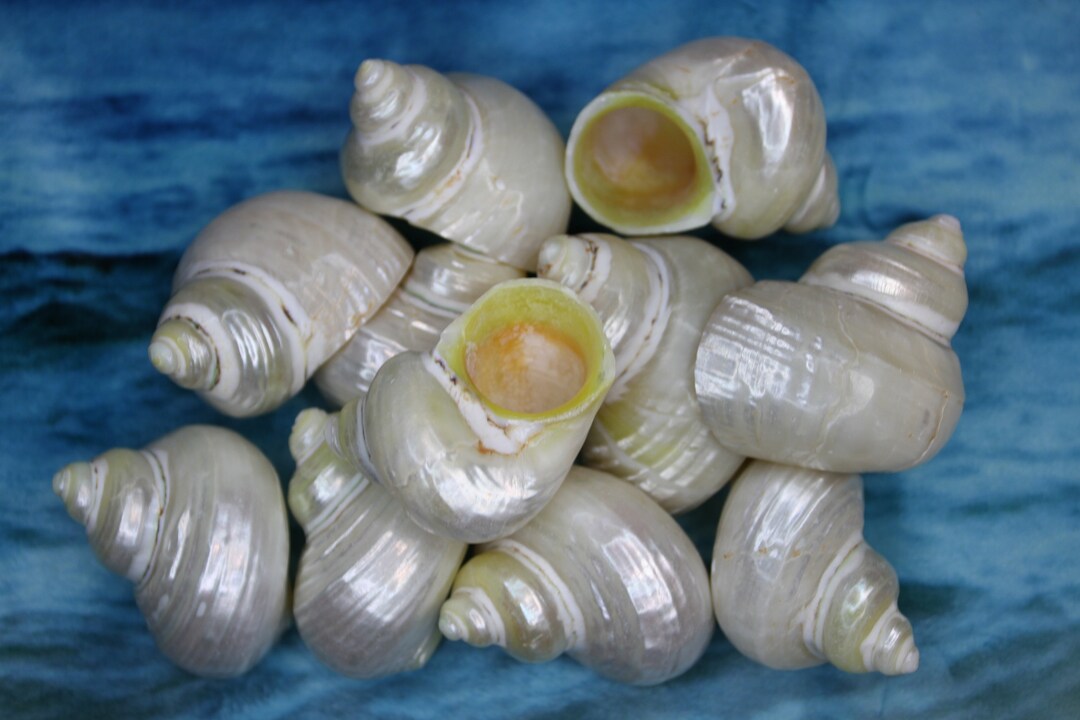 Pearled Turbos Seashells, Large Gold Mouth, Chrysostomus, Focal Point ...