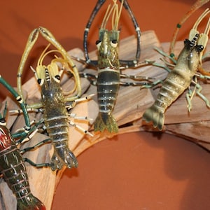 12 Pcs Ultra Realistic Shrimp for Seascape Creation Projects, Diy ...