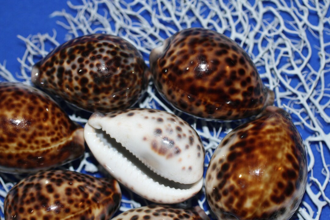 Tiger Cowry, Cowries, Craft Sea Shells, Free Ship #40 - Etsy