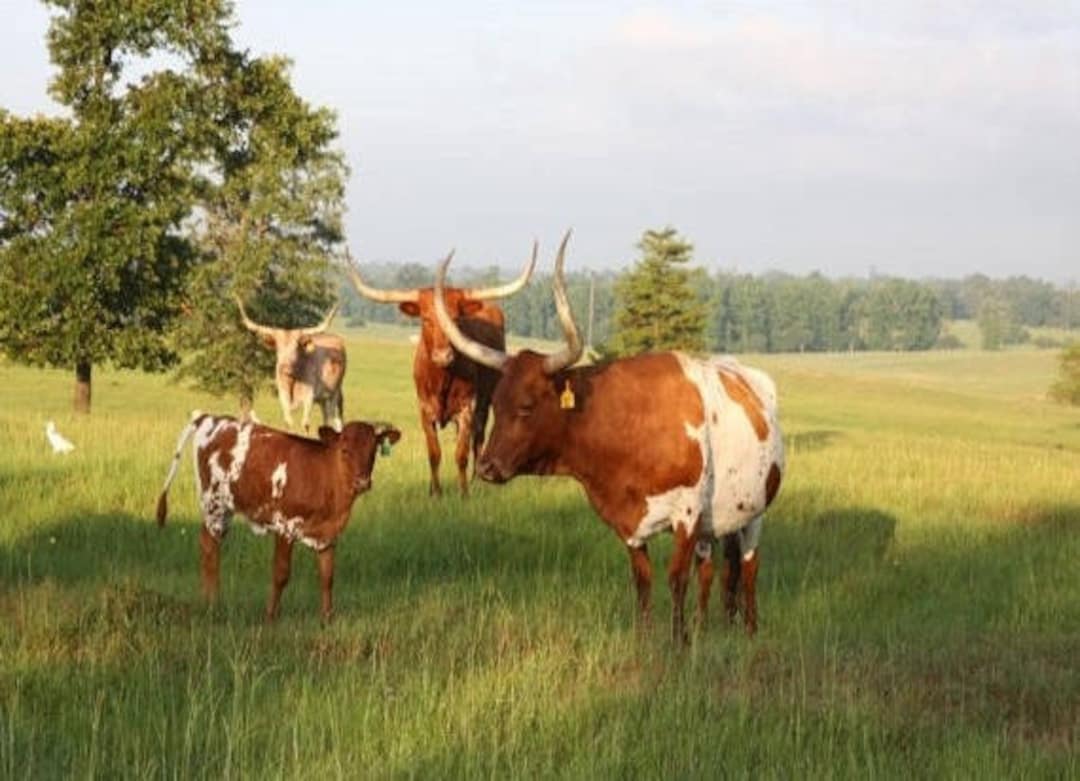 Texas Longhorn Cattle Photo Art Print, Free Shipping, Signed Original ...