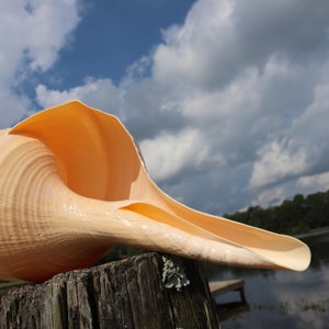 Australian Trumpet Syrinx Aruanus ,1718 Good Condition, Large Display ...